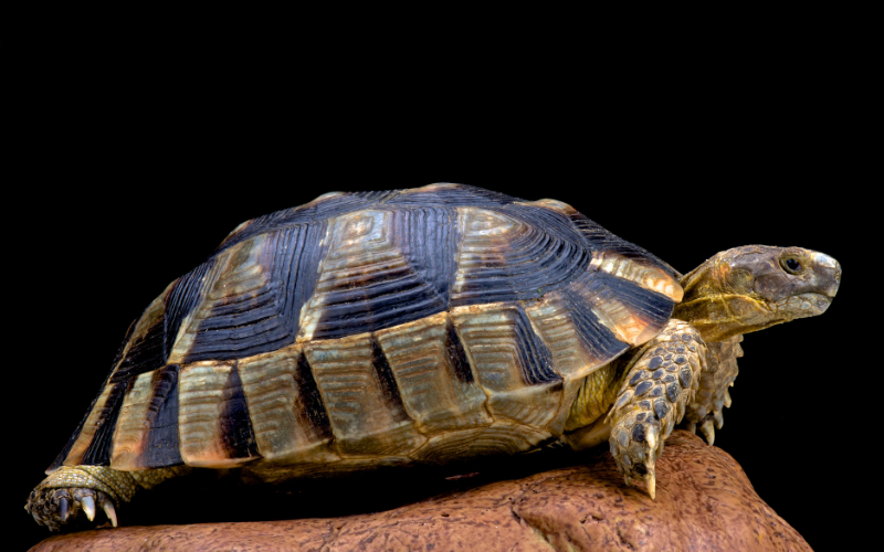 marginated tortoise setup
